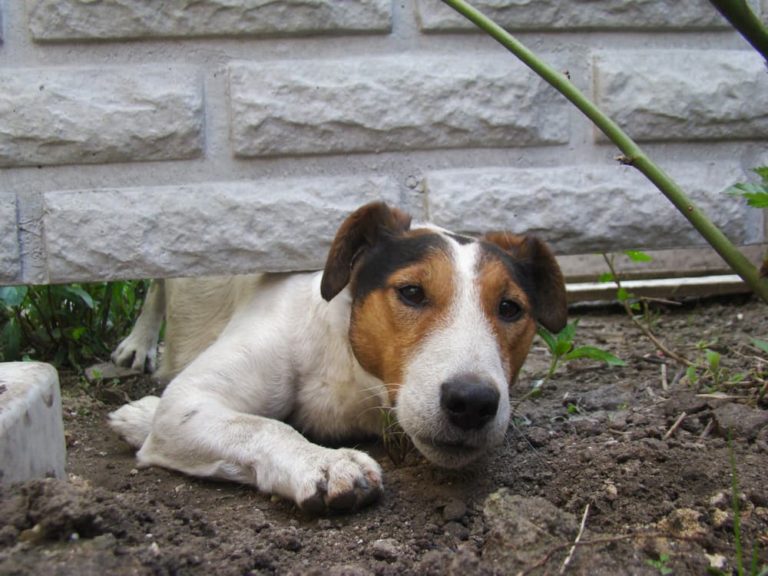 How To Keep Your Dog From Digging Under Your Fence - 10 Solutions