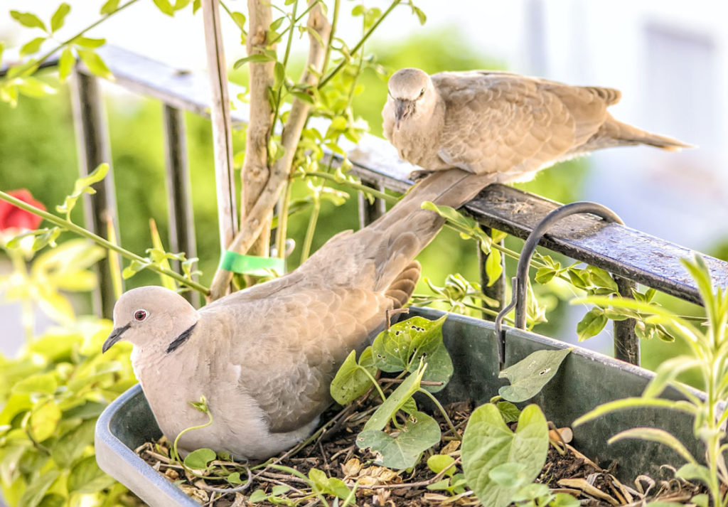 How to Keep Birds Off Balcony - Try These 5 Ideas