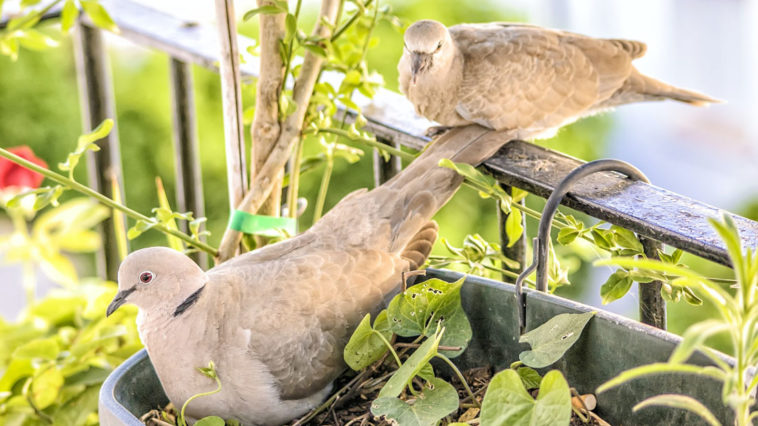 Ultimate Balcony Guide to Spruce Up Your Space