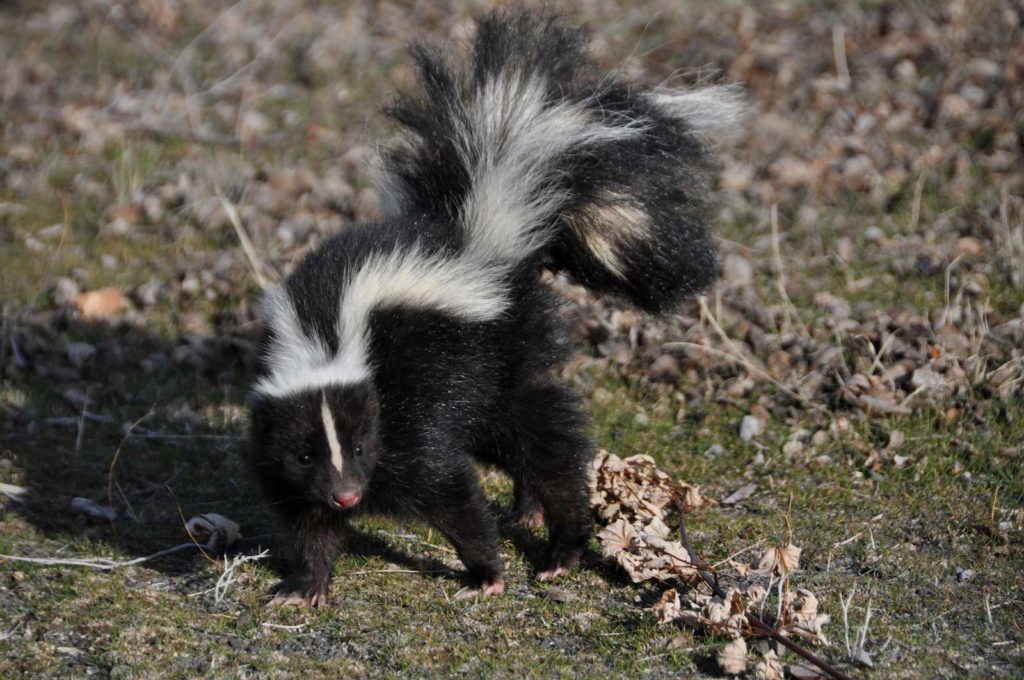 Can Skunks Climb? Protecting Your Home from Unwanted Visitors