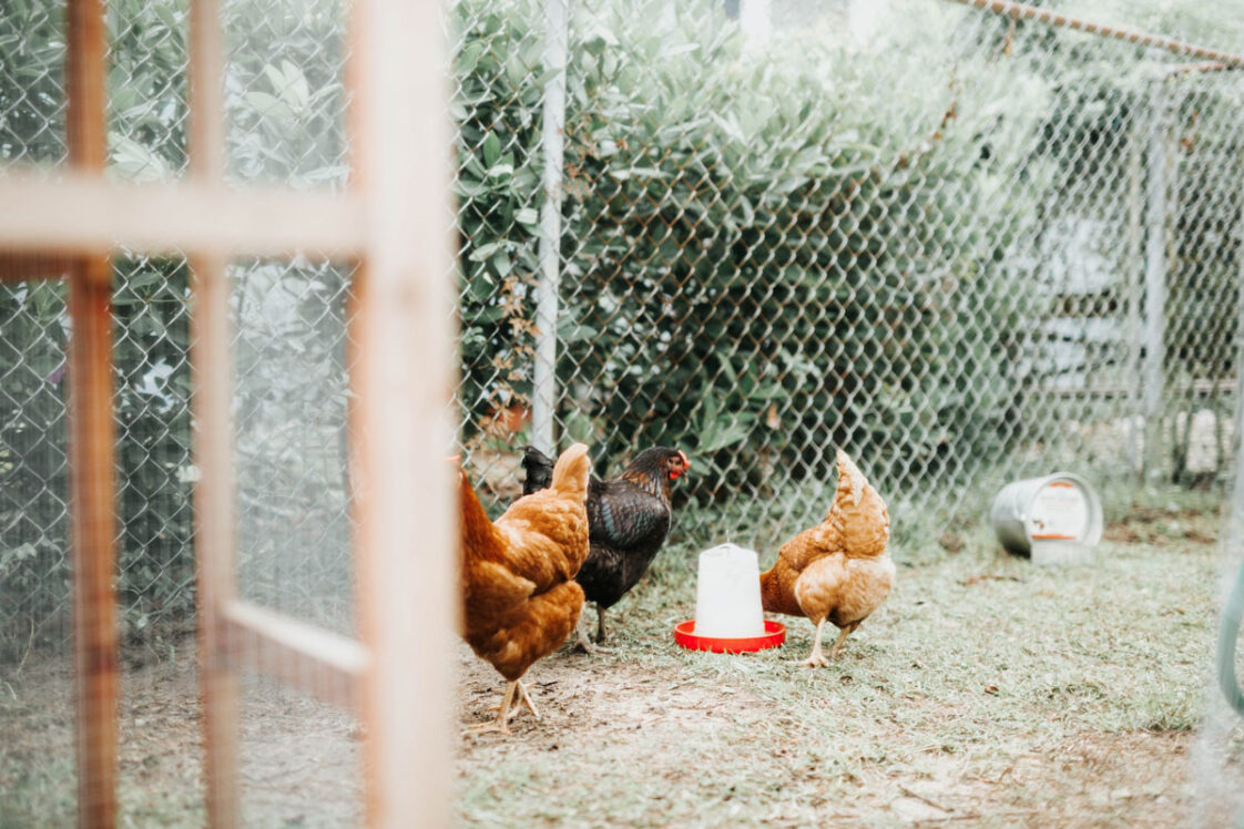 Composting with Chickens: How to Safely Use Chicken Manure in Your Garden