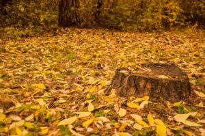 How to Rot a Tree Stump Fast for More Yard Space