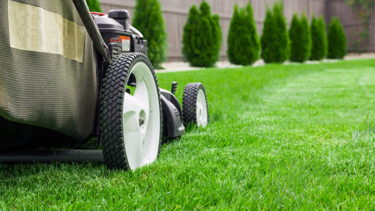 Spray Paint for Grass - Safe and Effective Options