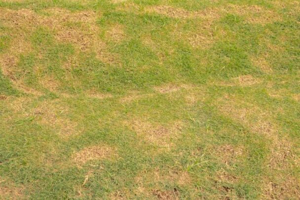 Spray Paint for Grass - Safe and Effective Options