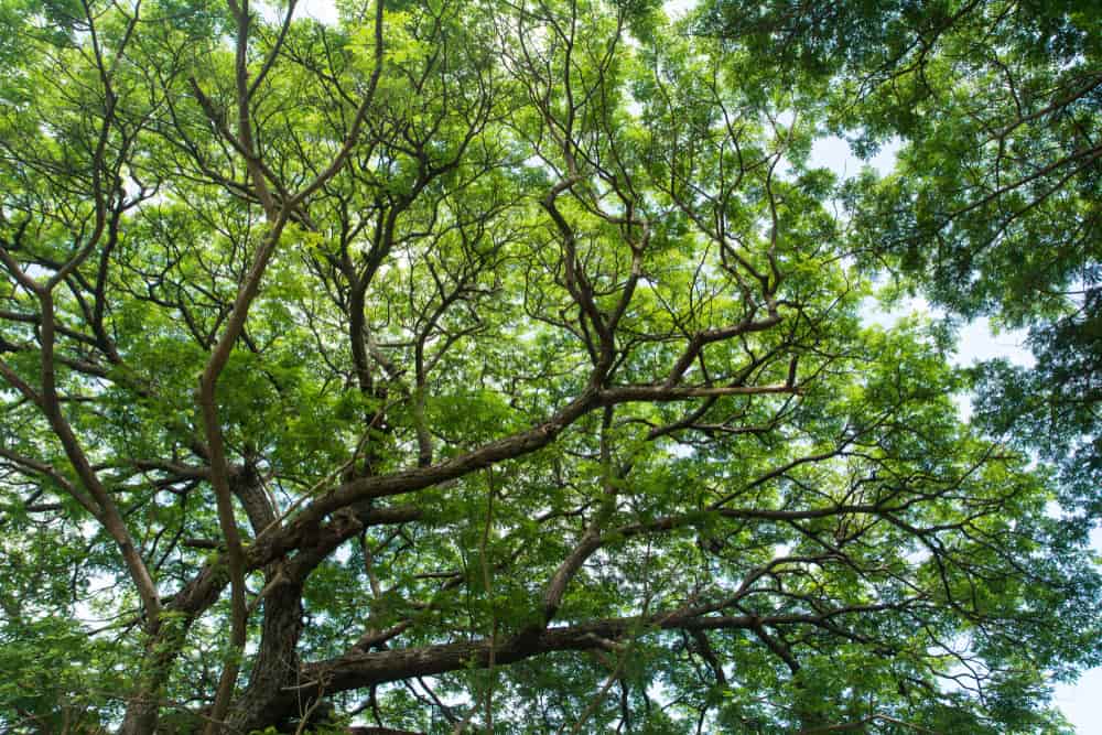 The Best Way to Kill Trees for More Space in Your Yard