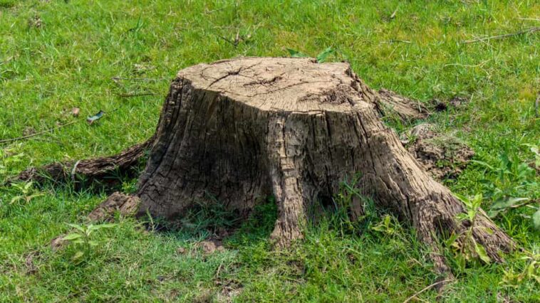10 Amazing Tree Stump Ideas: Turn Your Tree Stump Into a Work of Art